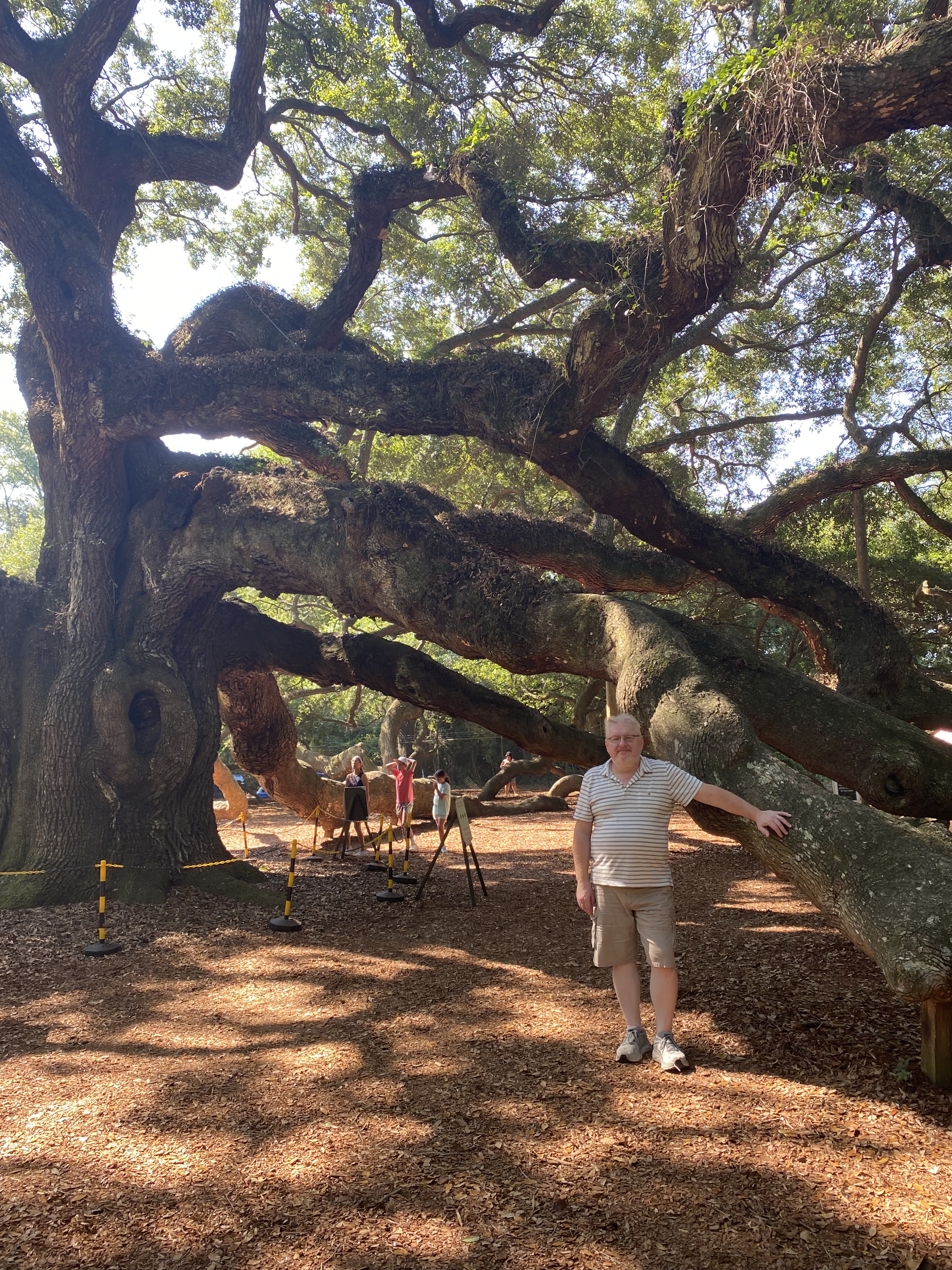 Formations 21: Tree Hugger – By Sherry Collins